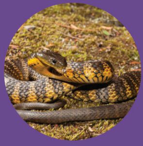 Snake Bite Awareness - Onset Health First Aid Shop